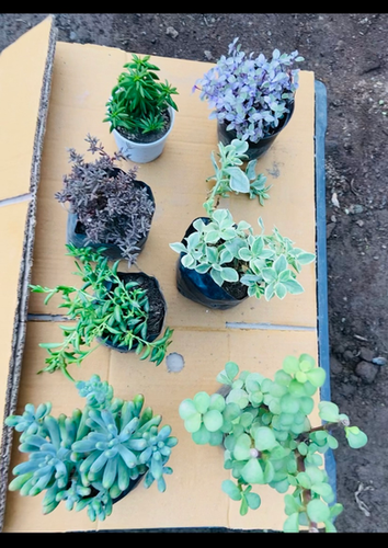 Independence day combo | Uma Agrotech