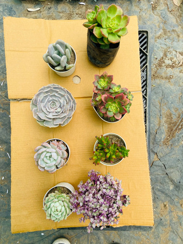 Mother’s day combo | Uma Agrotech