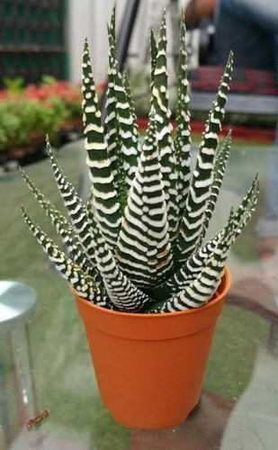 Haworthia zebra | Uma Agrotech