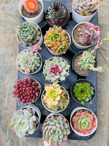 Combo | Uma Agrotech