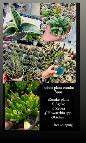 Indoor plants combo | Uma Agrotech