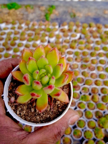 Echeveria setosa | Uma Agrotech
