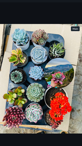 Combo | Uma Agrotech