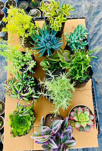 Combo | Uma Agrotech