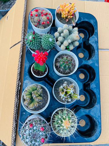 Cactus combo | Uma Agrotech