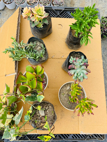 Combo and free shipping | Uma Agrotech