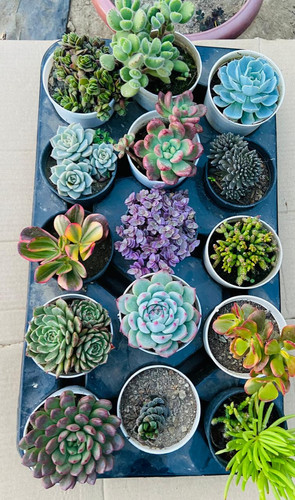 Combo | Uma Agrotech