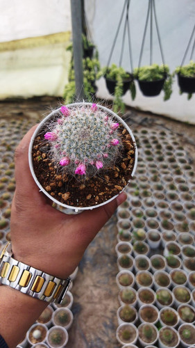 Cactus | Uma Agrotech