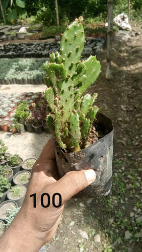 Cactus | Uma Agrotech