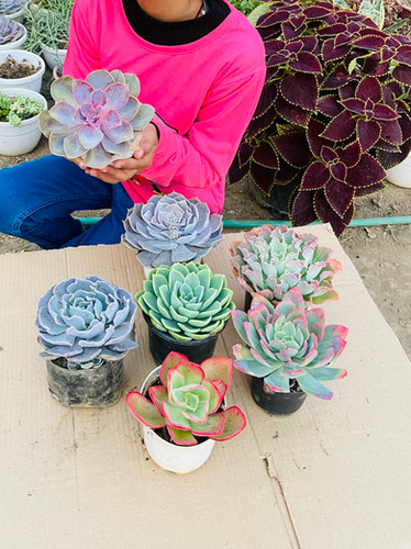 Big size echeveria combo | Uma Agrotech