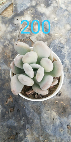 Moonstone | Uma Agrotech