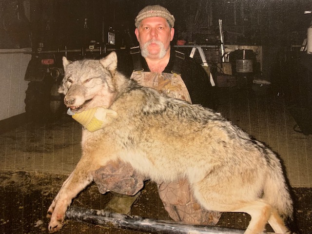 Wolf Skinning for Taxidermy
