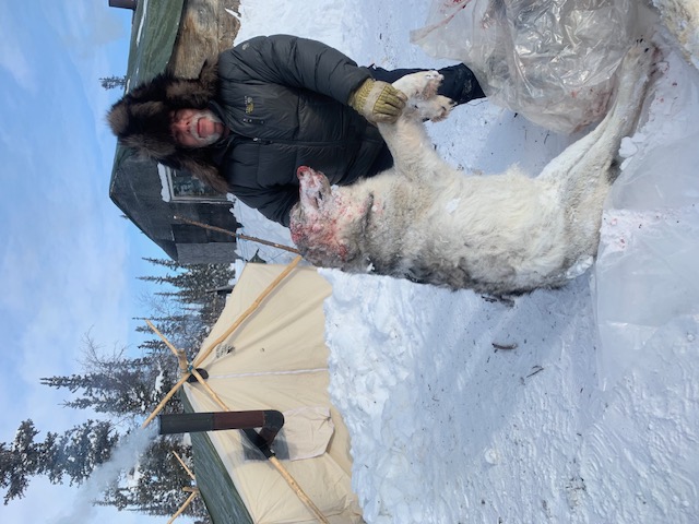 Wolf Skinning for Taxidermy