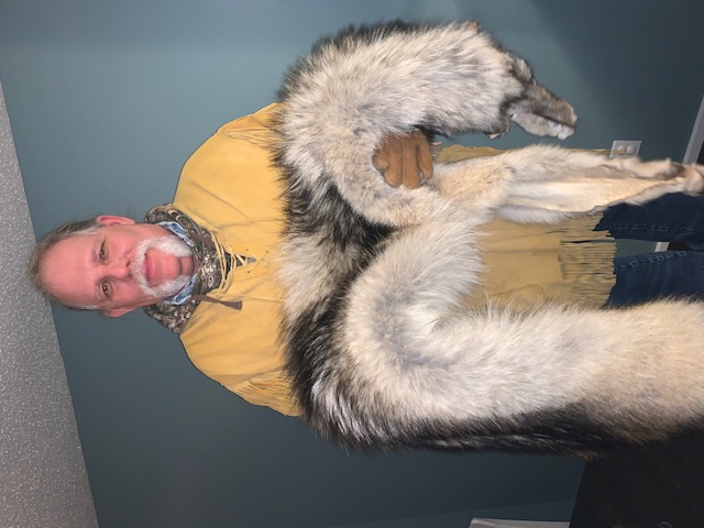 Wolf Skinning for Taxidermy