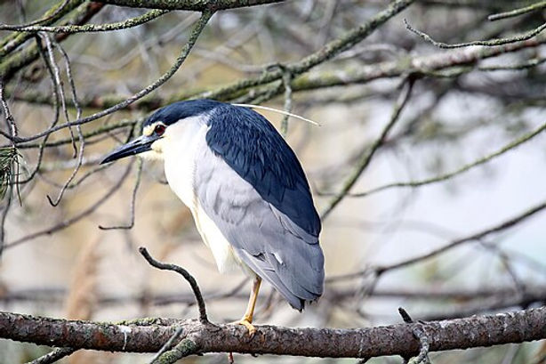 Meet the Birds of the NY-NJ Harbor Estuary!