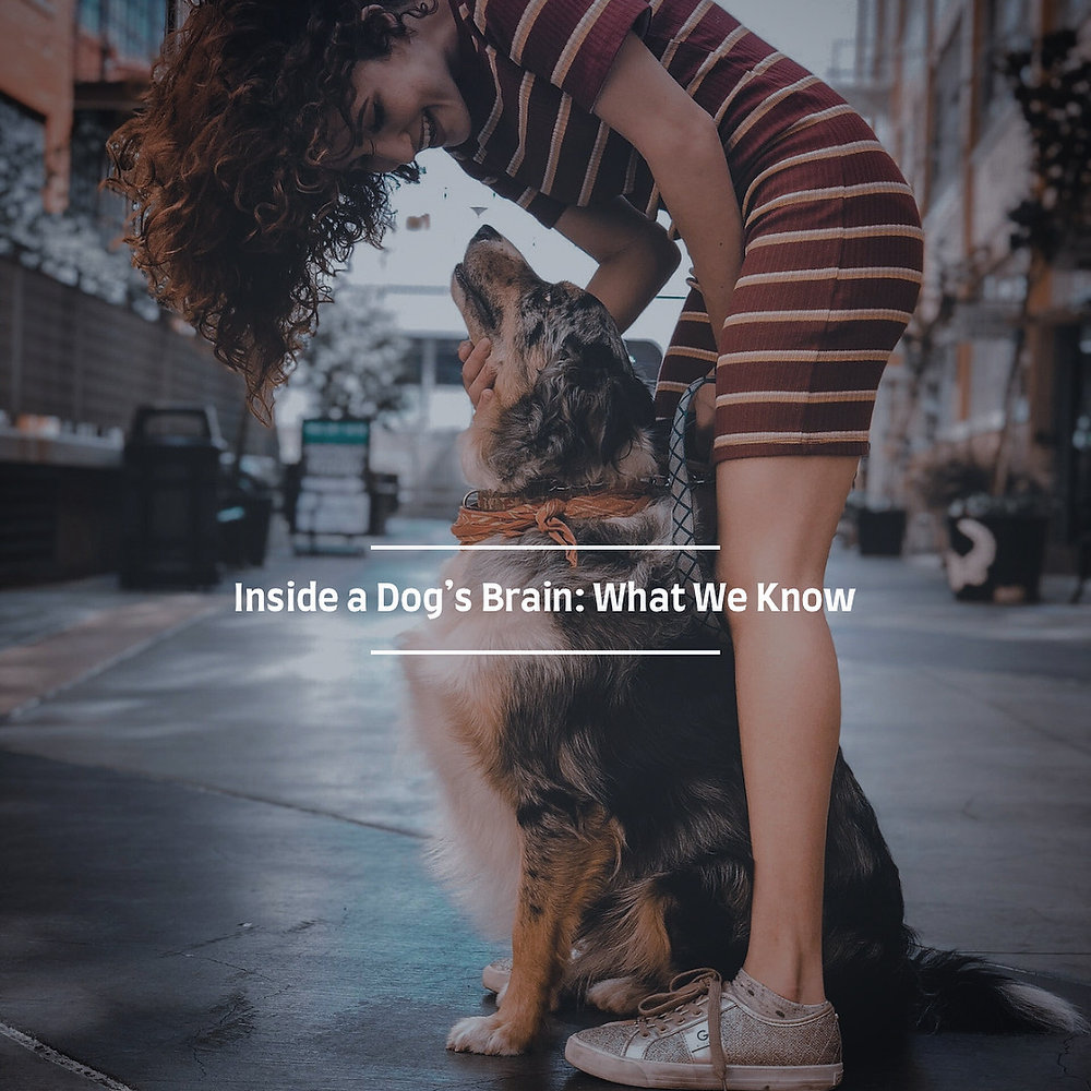 Inside a Dog’s Brain: What We Know