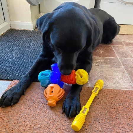 K9 Connectables Dog Toy Review | Enrichment Dog Toys | Smart Bark