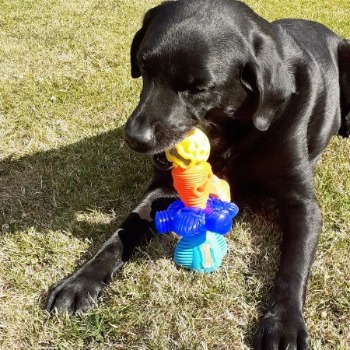 K9 Connectables Dog Toy Review | Enrichment Dog Toys | Smart Bark