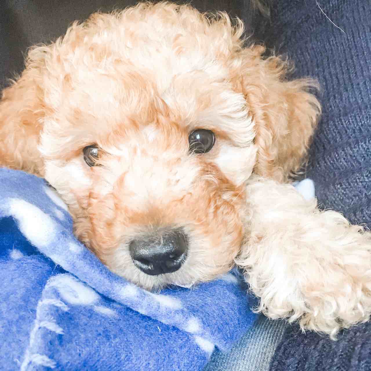 Puppy's First Day : Puppy's First Night | Smart Bark