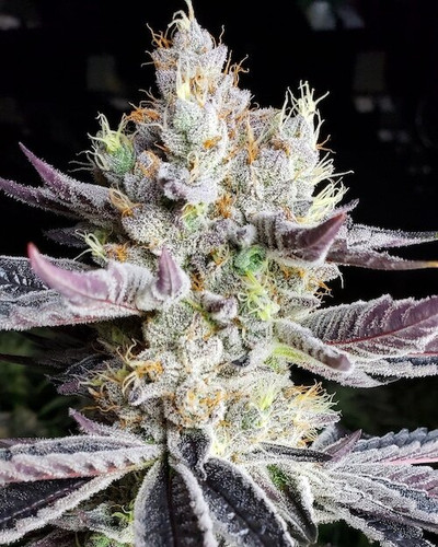 Booberry Cookies RBX (5-Pack) | Platinum Seeds