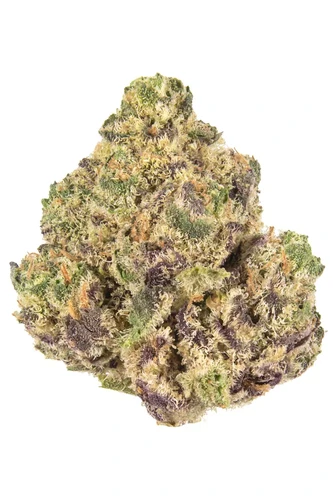 Jungle Lava | Platinum Seeds
