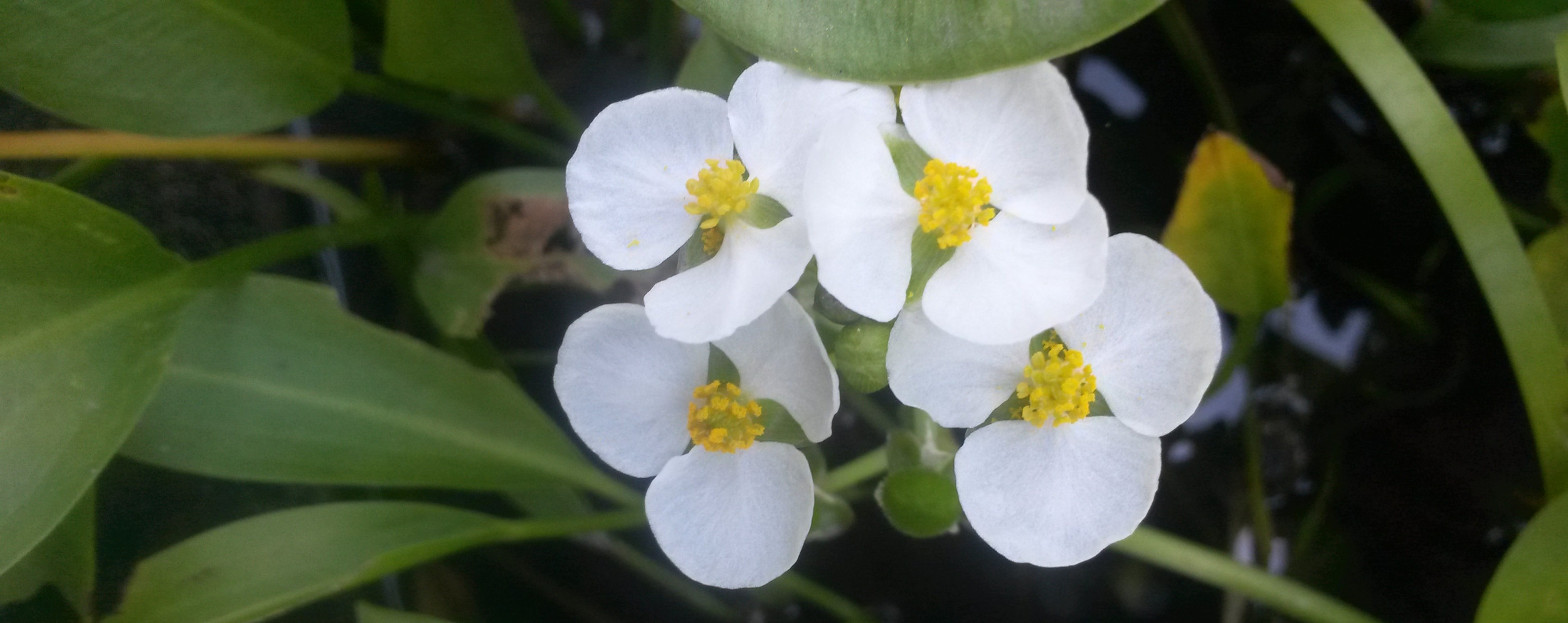 Aquatic Plant Nursery | Stonefly Aquatic Nursery | Texas