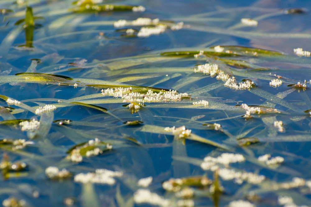 Species Profile: Eel Grass