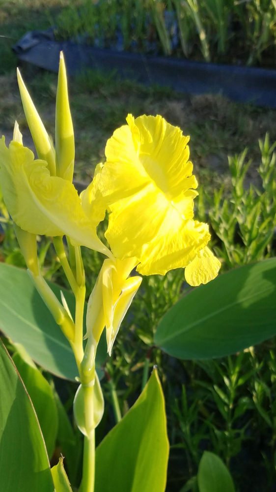 Species Profile: Golden Canna
