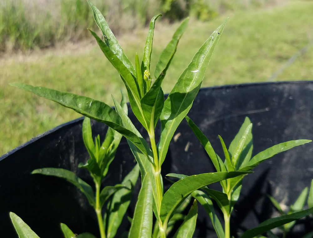 Species Profile: American Water Willow