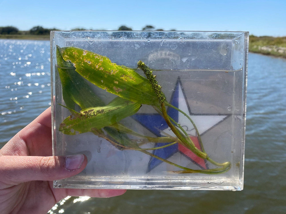 American Floating Pondweed