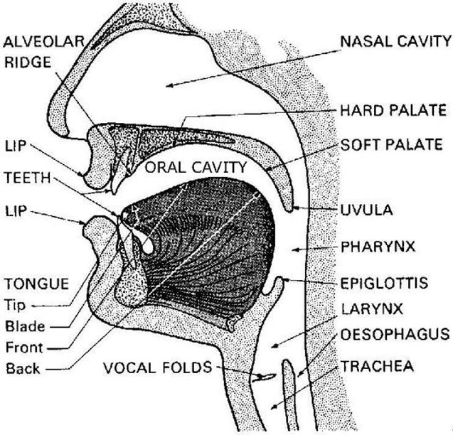 Speech Sounds Production Articulators speech-sounds-production-articulators