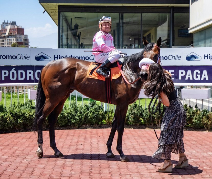 Stay Winner, el regalón que enamoró al Stud El Molino se despidió de las pistas