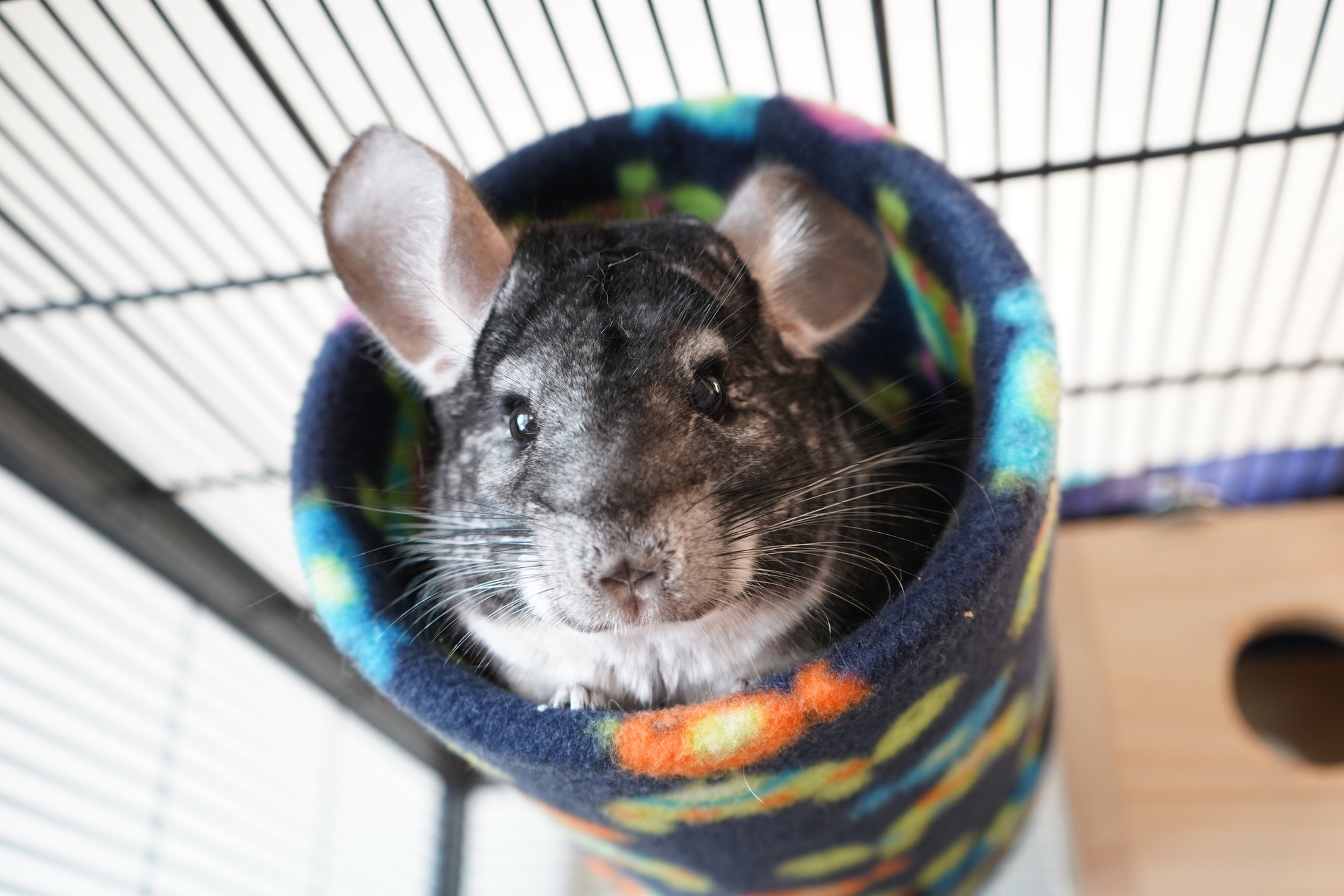 Gallery | ChinChildren