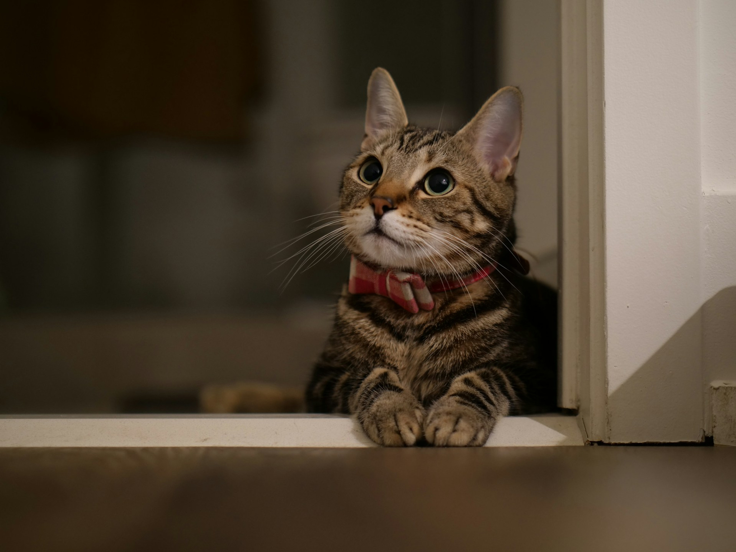 Causes of FIP in Cats & Feline Coronavirus Connection