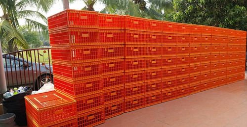 BAKUL AYAM HIDUP | admin