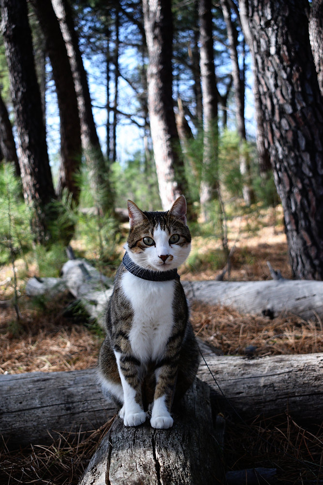 Cat Family Story #37: Osiris