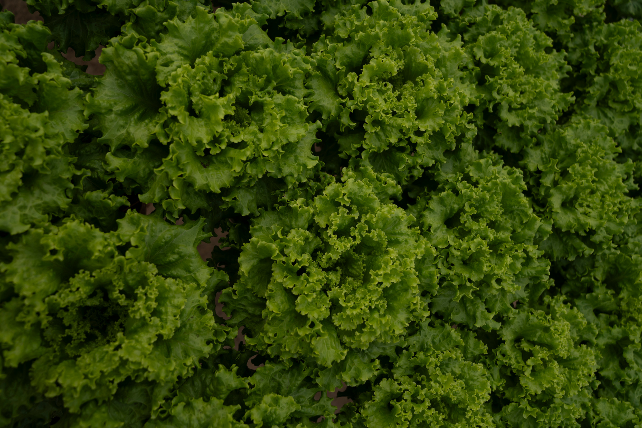 good greens | hydroponic vegetable farming and healthy food restaurant ...