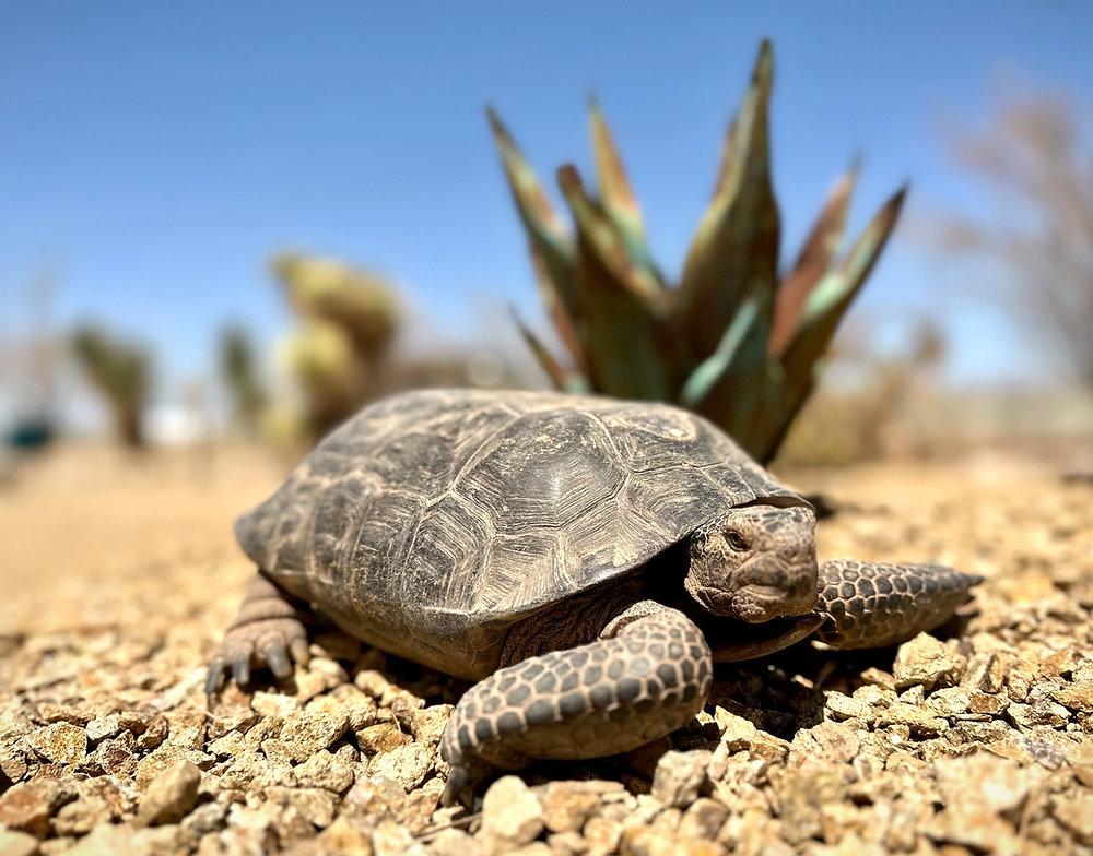 Vintner the Mojave Desert Tortoise
