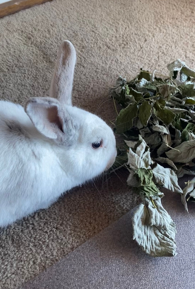 SHOP | Pickle's Garden - Rabbit and guinea pig treats and toys