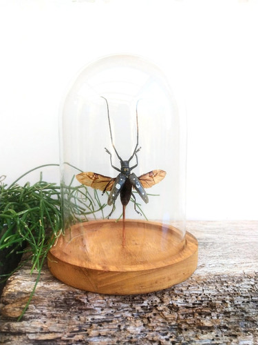 Batocera celebiana | Boktor Books