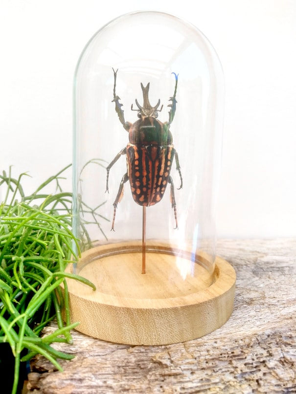 Boekhandel | Koffiebar | Opgezette kevers | Boktor Books | Hasselt