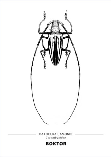 Batocera lamondi | Boktor Books