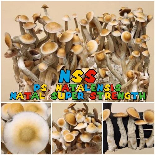 Psilocybe ochraceocentrata "NSS" swab set (.aff natalensis) | DINOSPORES