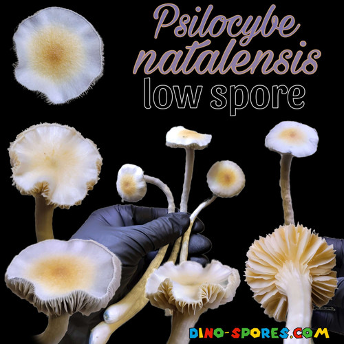 Ps .aff natalensis "low spore" swab set | DINOSPORES