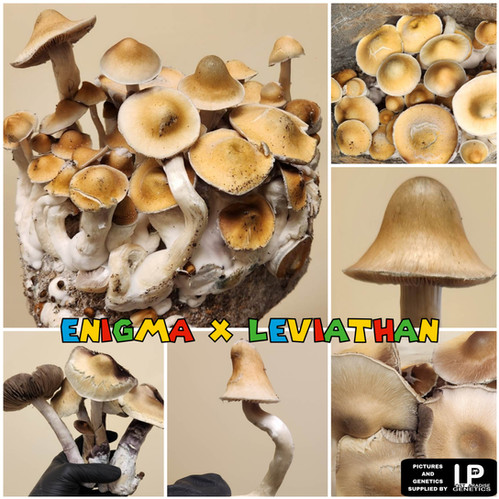Enigma x Leviathan swab set | DINOSPORES