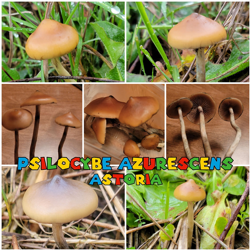 Psilocybe azurescens "Astoria" swab set | DINOSPORES