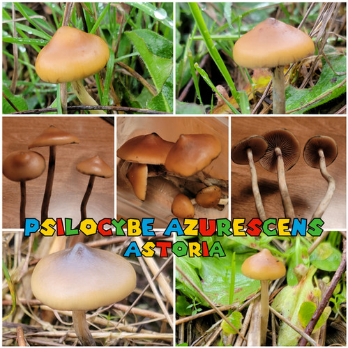 Psilocybe azurescens "Astoria" swab set | DINOSPORES