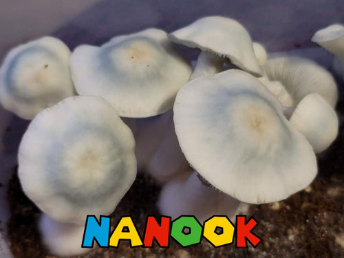 Nanook swab set | DINOSPORES