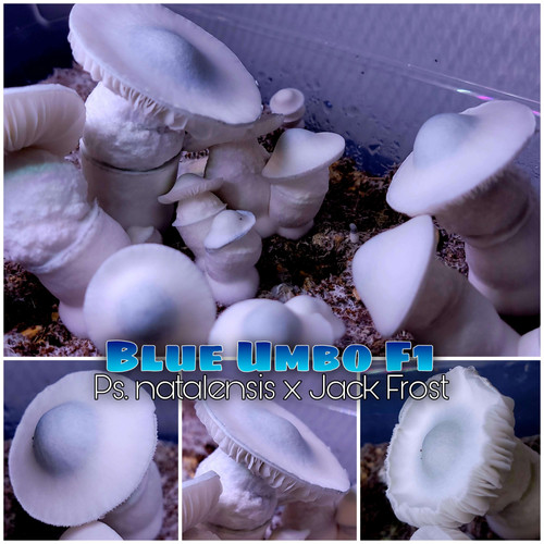 Blue Umbo F1 (ochraceocentrata x cubensis) isolated syringe | DINOSPORES