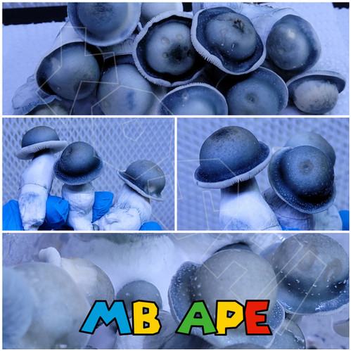 MB APE spore swab set | DINOSPORES